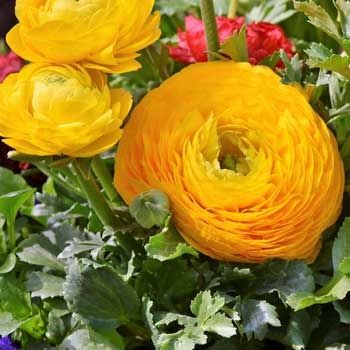 Weetjes over de Ranonkel | De Roos BV