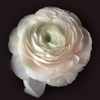 Weetjes over de Ranonkel | De Roos BV